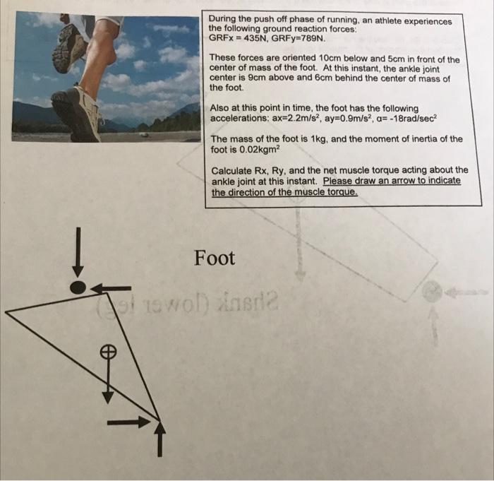 Solved During the push off phase of running, an athlete | Chegg.com