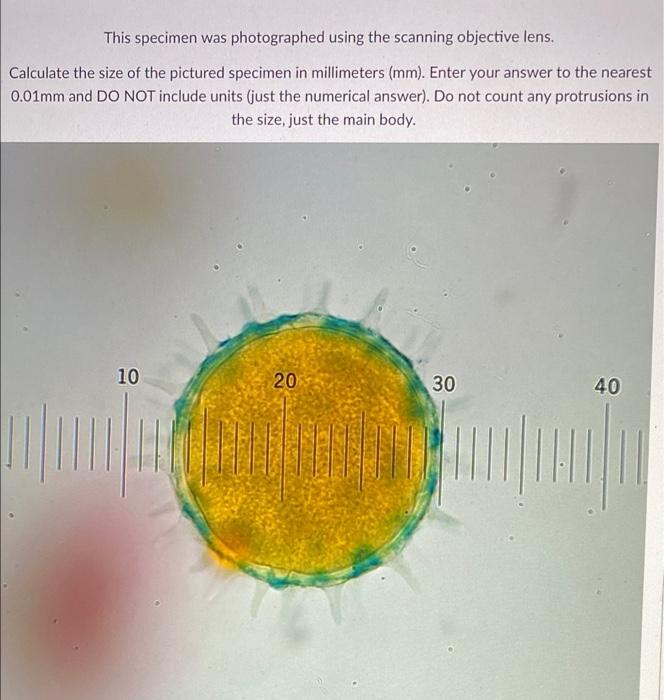 Solved This specimen was photographed using the scanning | Chegg.com