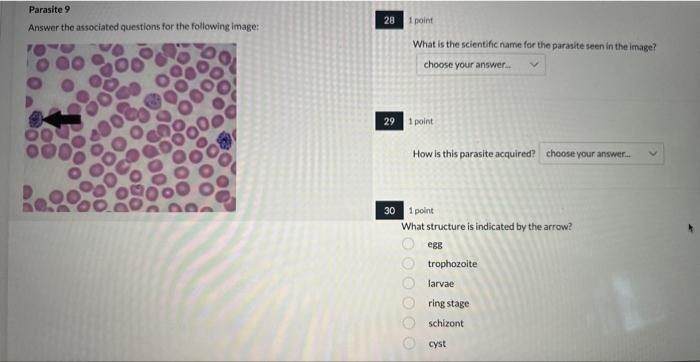 Solved What is the scientific name for the parasite seen in | Chegg.com