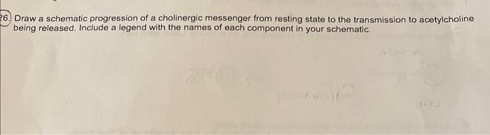 Solved 6. Draw a schematic progression of a cholinergic | Chegg.com