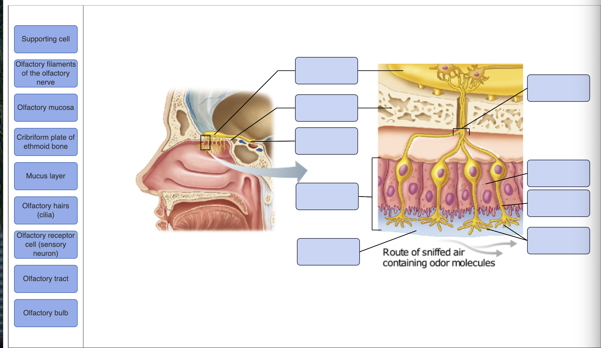 Solved Supporting cellOlfactory filaments of the olfactory | Chegg.com
