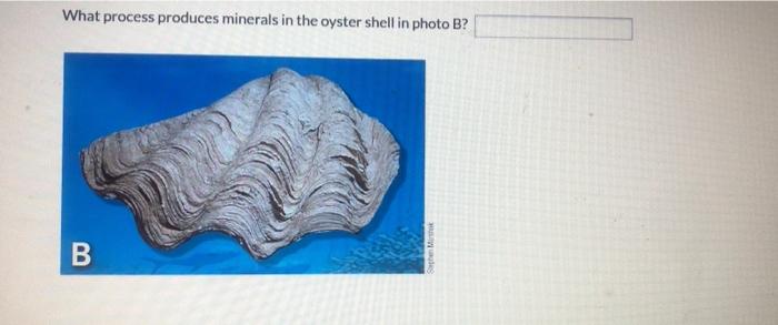 Solved What process produces minerals in the oyster shell in | Chegg.com