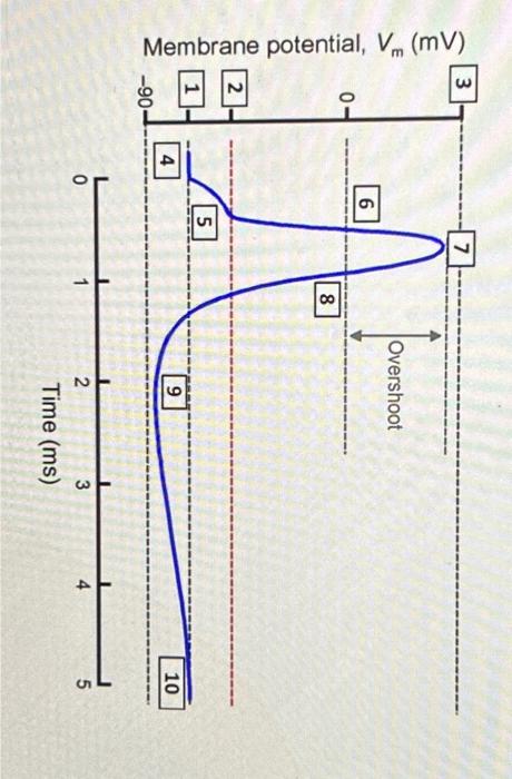 Solved Membrane potential, Vm(mV)8. What is this phase | Chegg.com