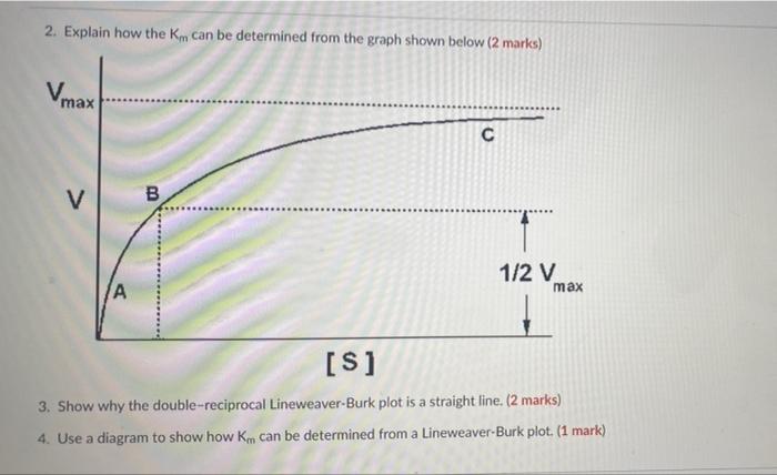 Solved 2. Explain how the Km can be determined from the | Chegg.com