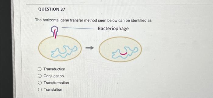 Solved The horizontal gene transfer method seen below can be | Chegg.com