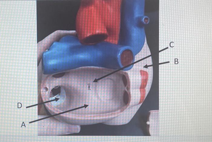 Solved identify the structures A,B, C,D identify the | Chegg.com