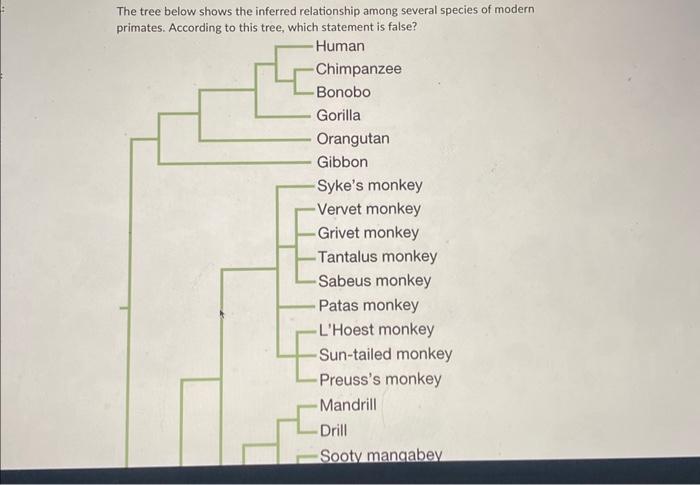 Solved The tree below shows the inferred relationship among | Chegg.com