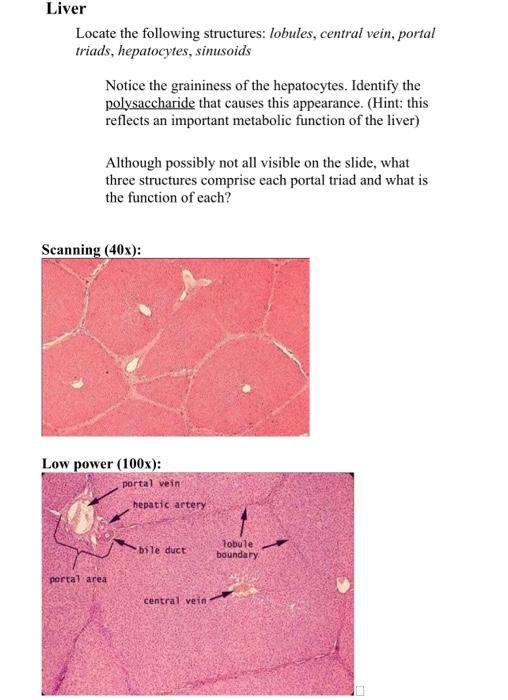 Solved Small intestine Locate the following structures: | Chegg.com