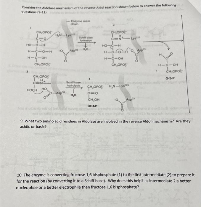 Consider the Aldolase mechanism of the reverse Aldol | Chegg.com