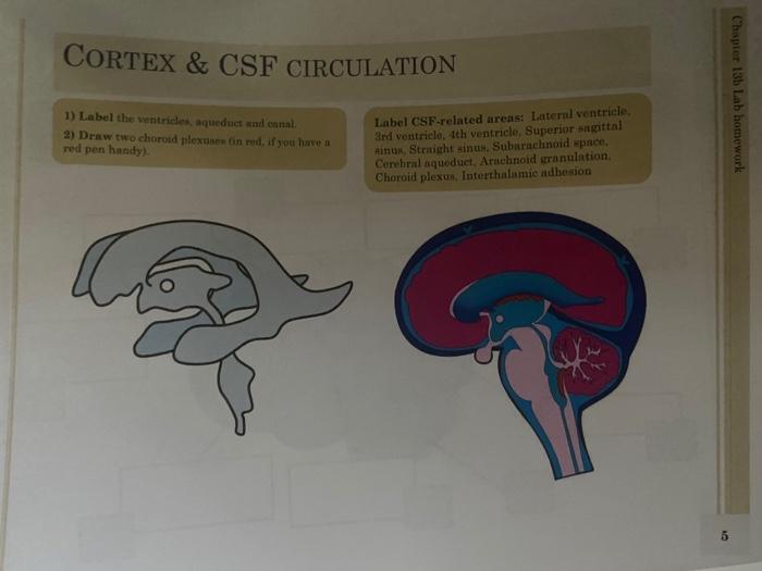 Solved CORTEX & CSF CIRCULATION Chapter 13b Lab homework 1) | Chegg.com
