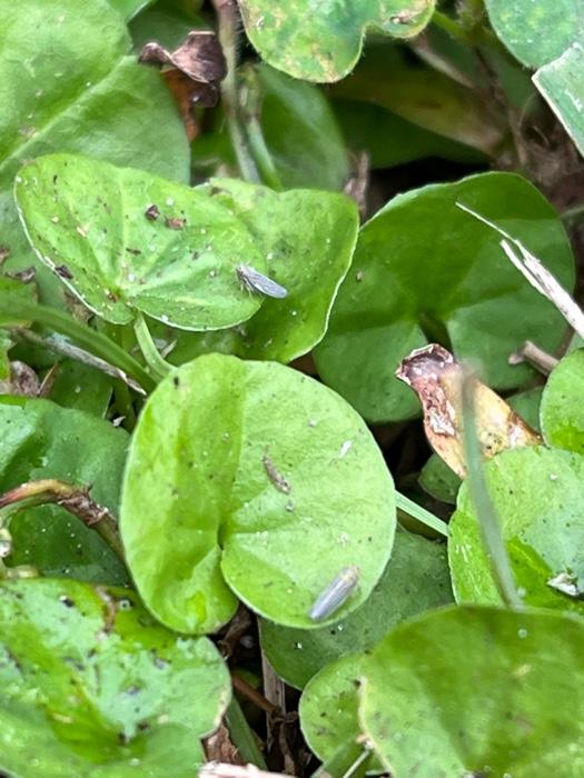Solved PLEASE HELP!What are these tiny insects? | Chegg.com Solved PLEASE HELP!What are these tiny insects? | Chegg.com