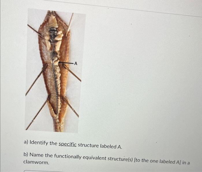 a) Identify the specific structure labeled A. b) Name | Chegg.com a) Identify the specific structure labeled A. b) Name | Chegg.com