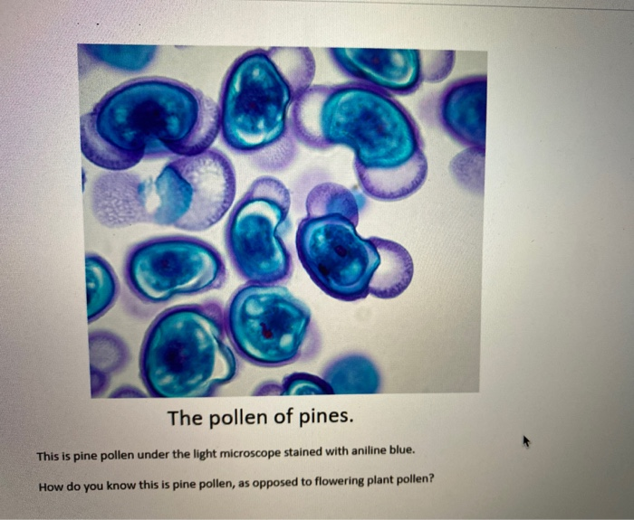 Solved The pollen of pines. This is pine pollen under the | Chegg.com