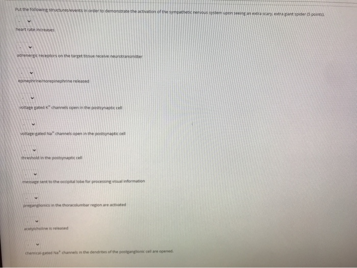 Solved Put the following structures/events in order to | Chegg.com