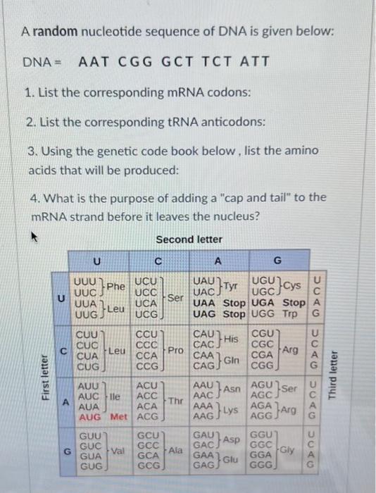 Solved A random nucleotide sequence of DNA is given below: | Chegg.com