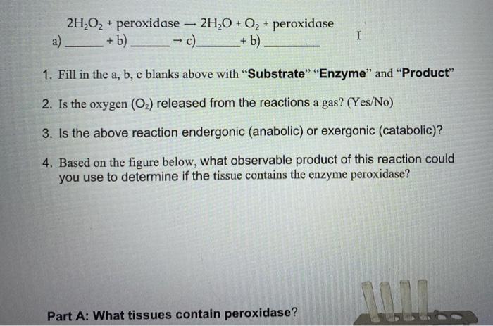 Solved 2H2O2 + peroxidase - 2H,0 + O2 + peroxidase a) __ + | Chegg.com