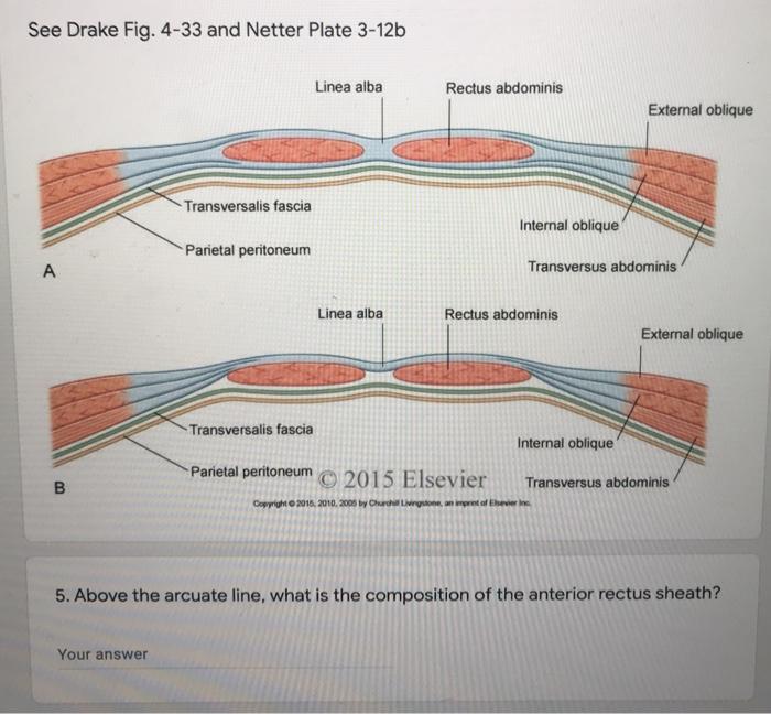 Solved See Drake Fig. 4-33 and Netter Plate 3-12b Linea alba | Chegg.com