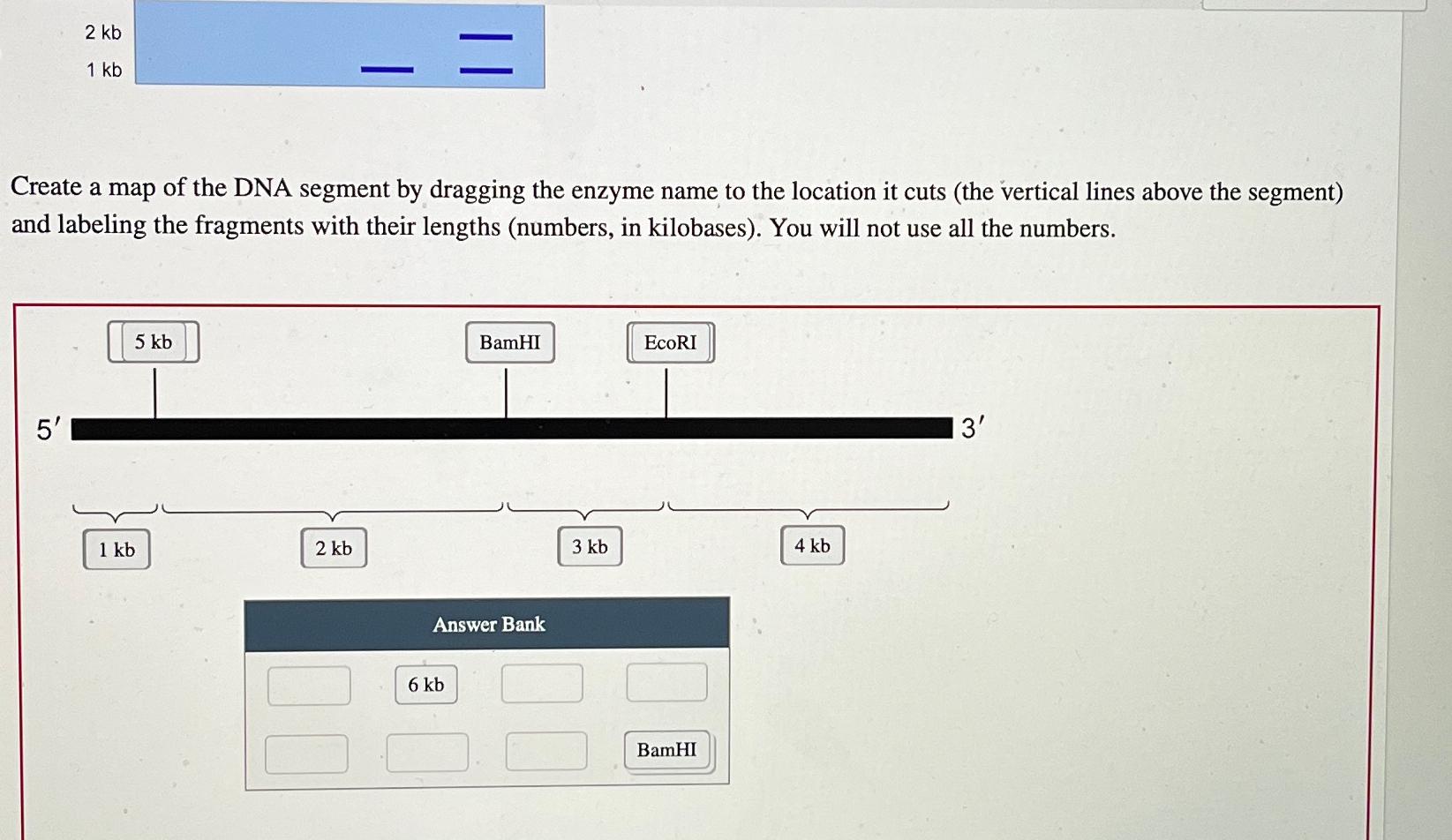 Solved 2kb1kbCreate a map of the DNA segment by dragging the | Chegg.com