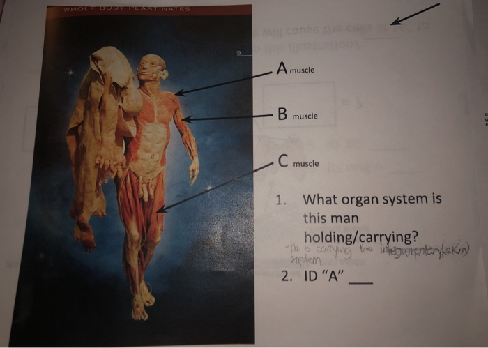Solved WHOLE BODY PLASTINATES - A muscle B muscle C muscle | Chegg.com