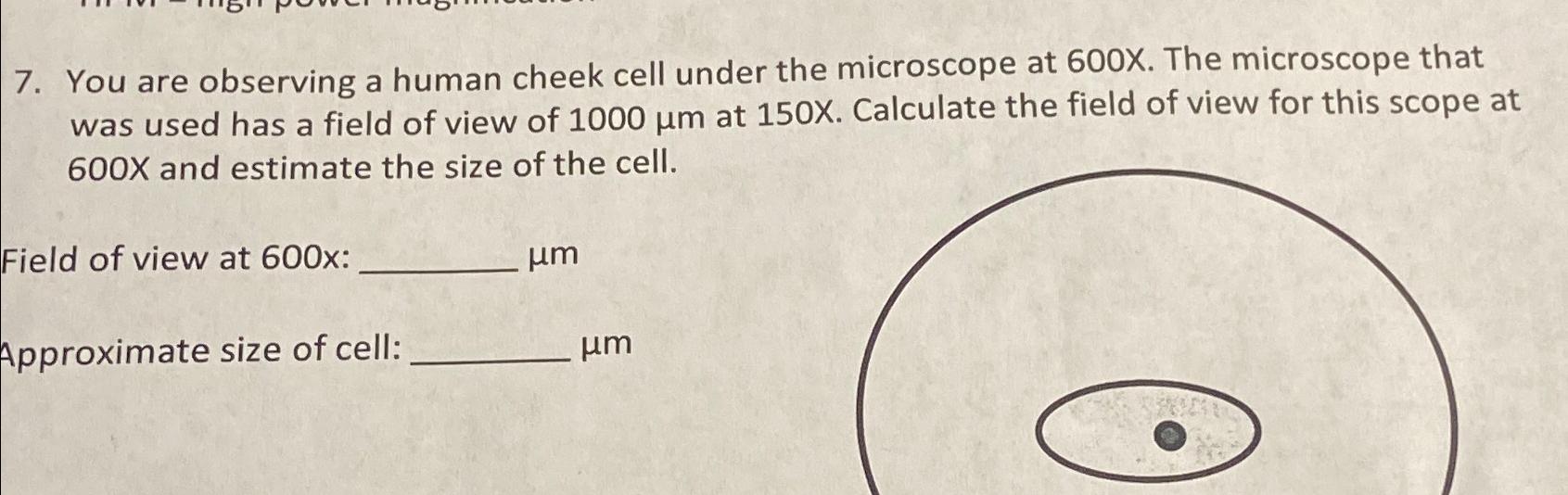 Solved You are observing a human cheek cell under the | Chegg.com