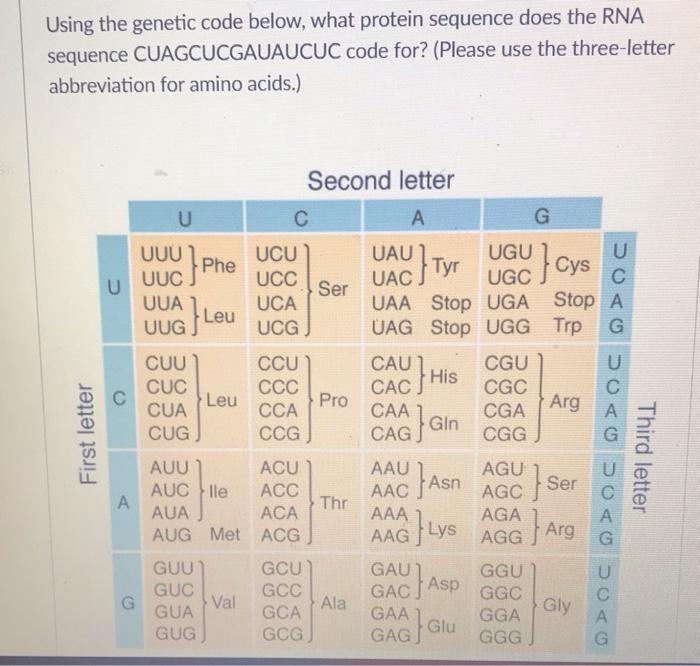 Solved Using the genetic code below, what protein sequence | Chegg.com