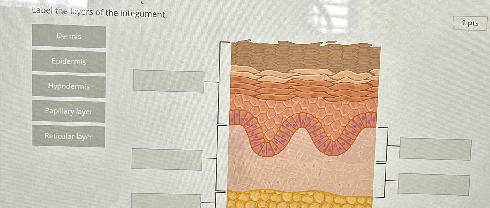 Solved Label the layers of the integument. | Chegg.com