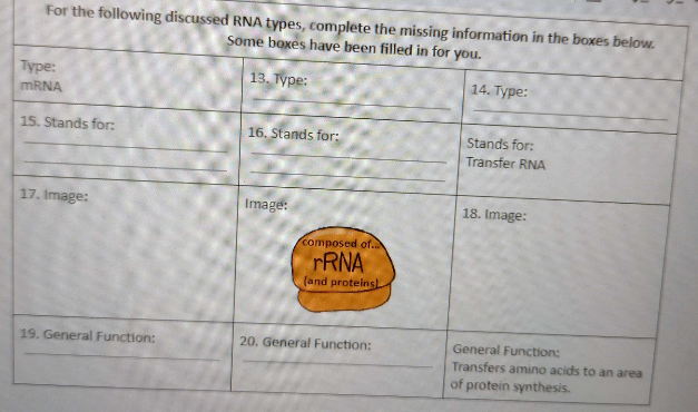 Solved For the following discussed RNA types, complete the | Chegg.com