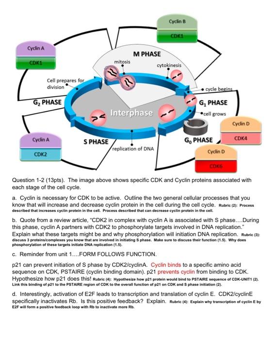 din Cycin A M PHASE mitosis cytokinesis Cell prepares | Chegg.com