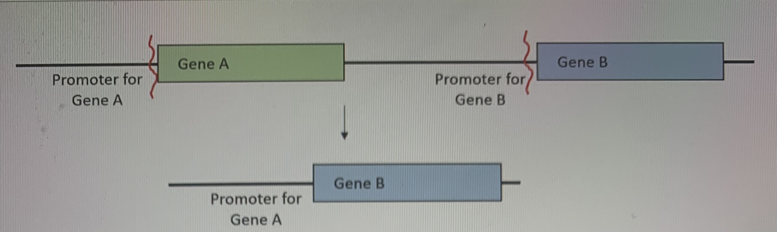 Solved Gene A encodes a transcription factor that is | Chegg.com