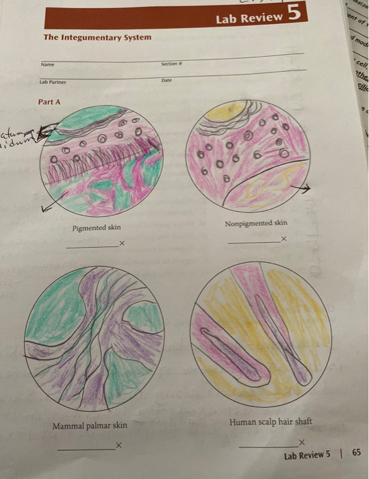 Solved 5 ent of Lab Review The Integumentary System d mod | Chegg.com