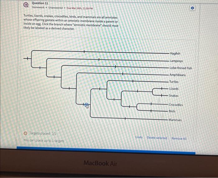 Solved Turtles, lizards, snakes, crocodiles, birds, and | Chegg.com