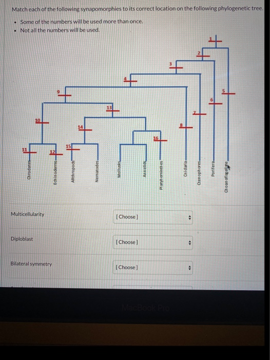 Solved Match each of the following synapomorphies to its | Chegg.com