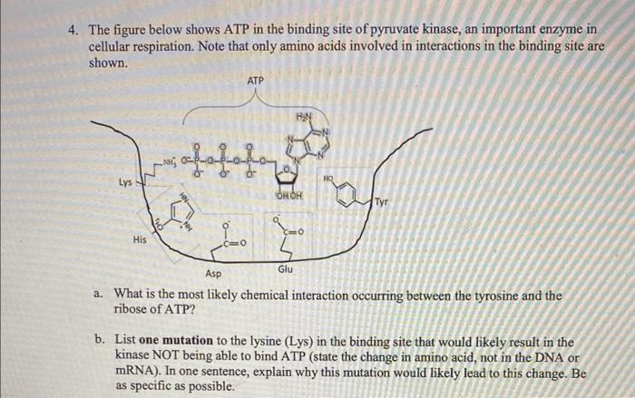 Solved 4. The figure below shows ATP in the binding site of | Chegg.com
