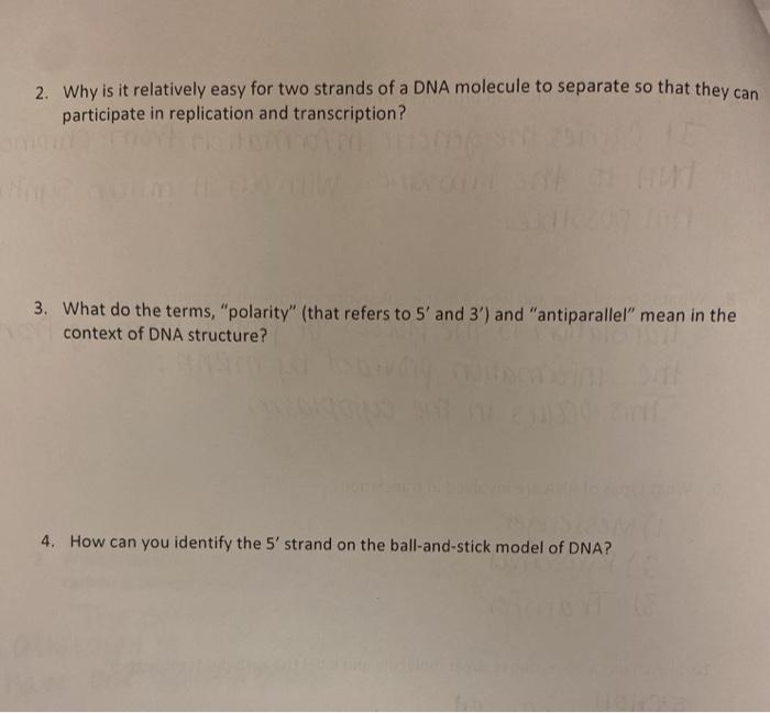 Solved 2. Why is it relatively easy for two strands of a DNA | Chegg.com