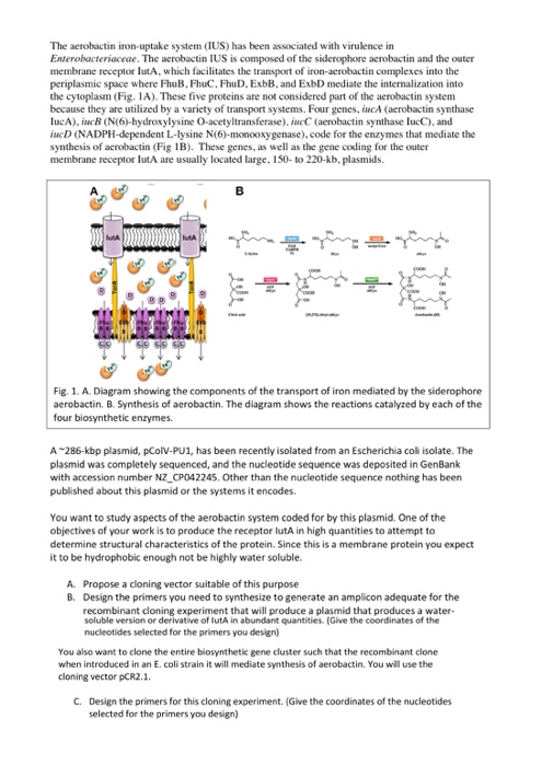 The aerobactin iron-uptake system (IUS) has been | Chegg.com