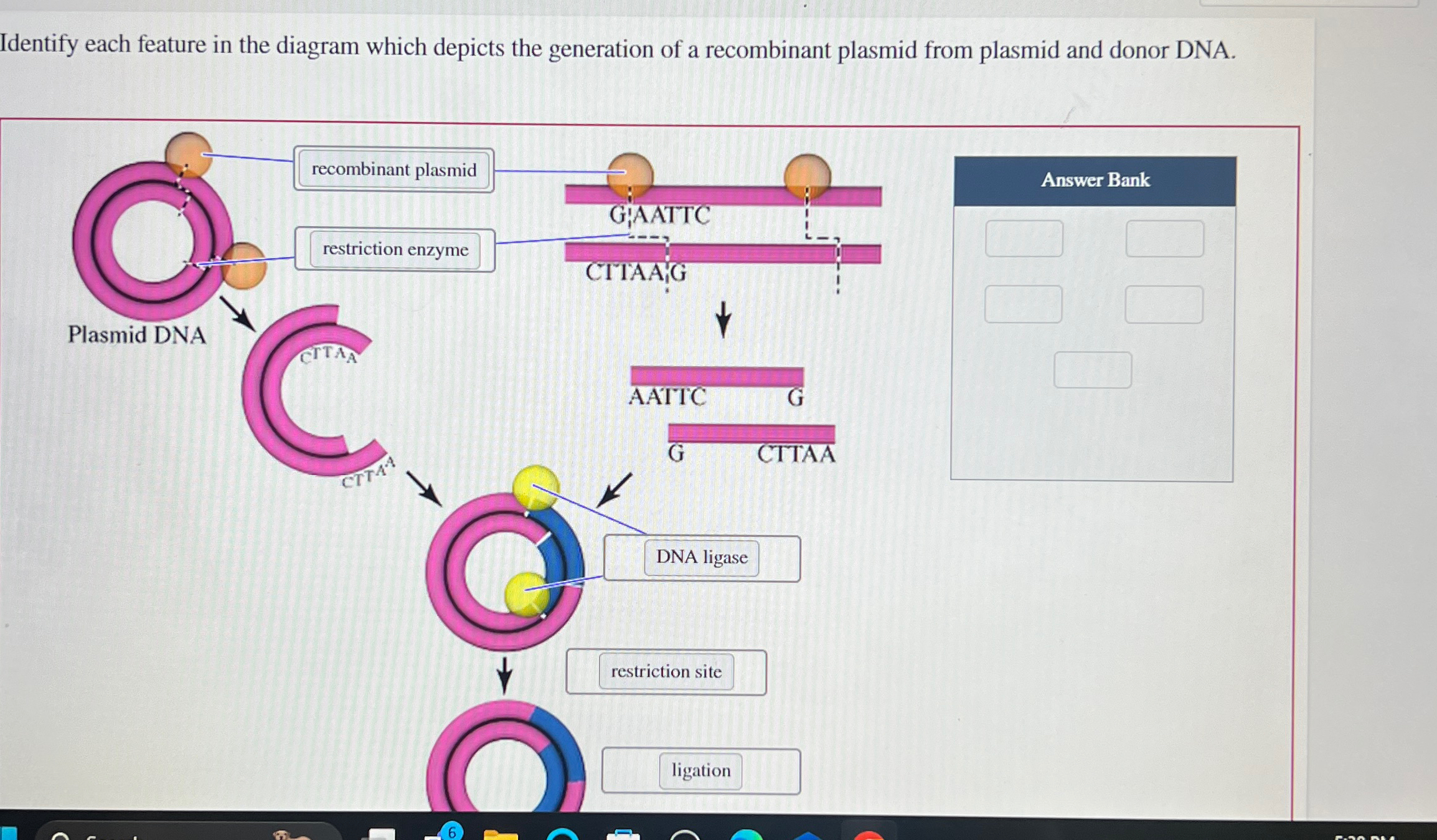 Solved Identify each feature in the diagram which depicts | Chegg.com