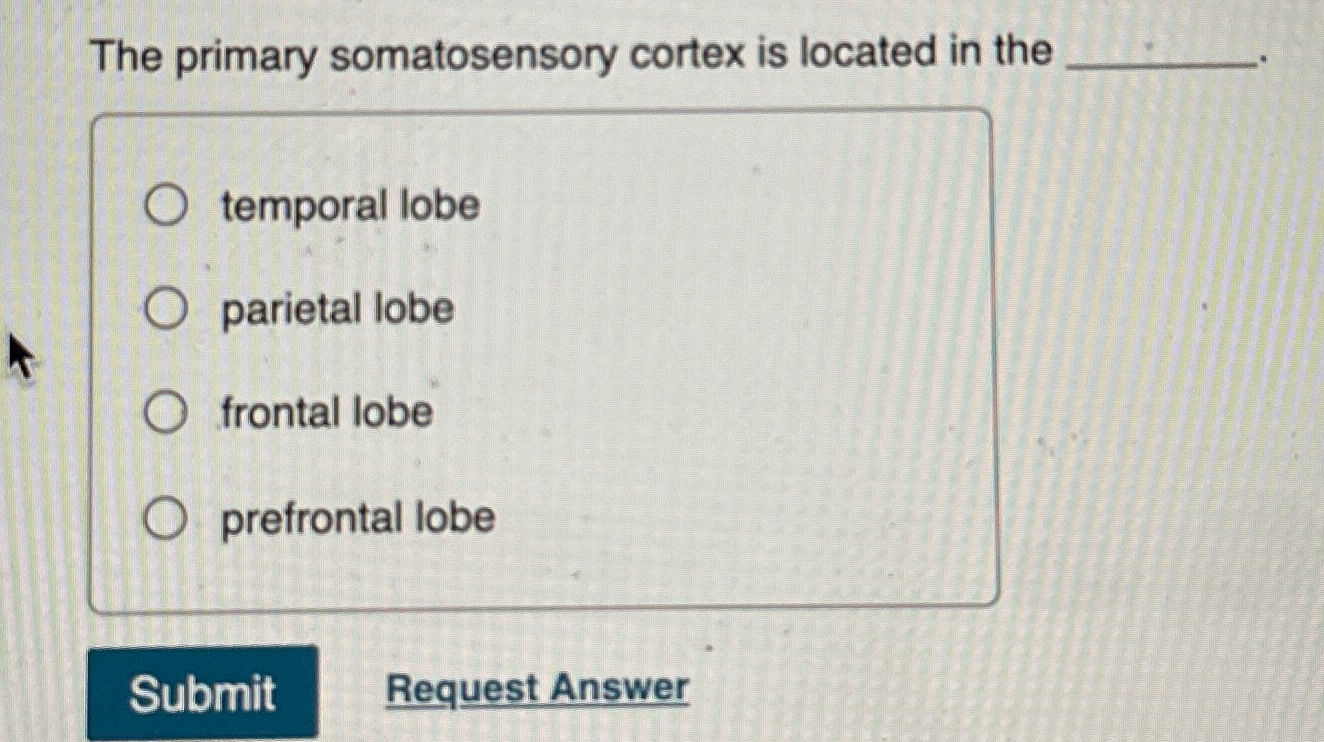 Solved The primary somatosensory cortex is located in the | Chegg.com