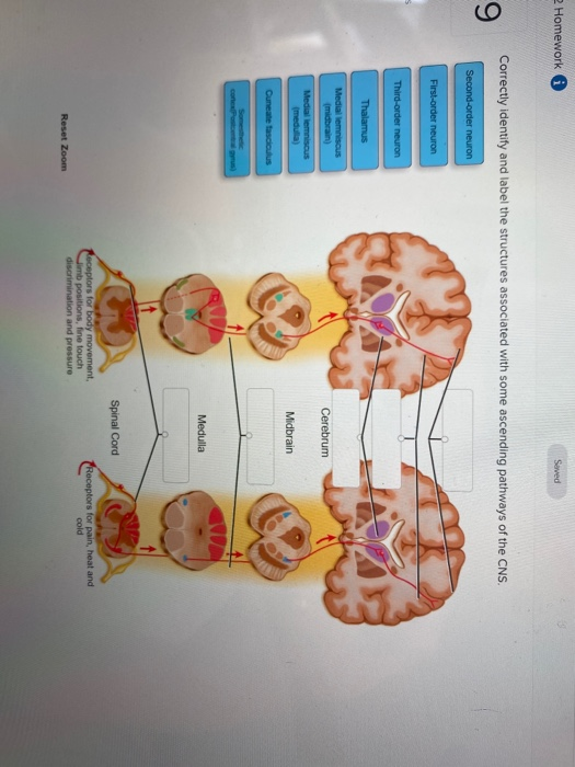 Homework Seved Correctly identify and label the | Chegg.com