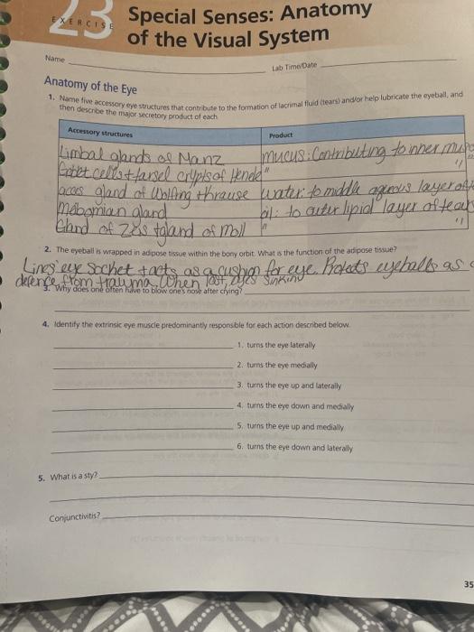 Solved EXERCISE Special Senses: Anatomy of the Visual System | Chegg.com
