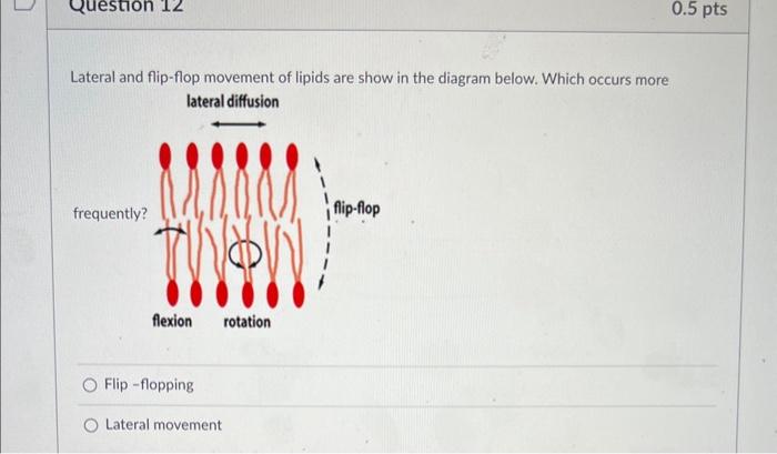 Solved Which of the following increases membrane fluidity | Chegg.com