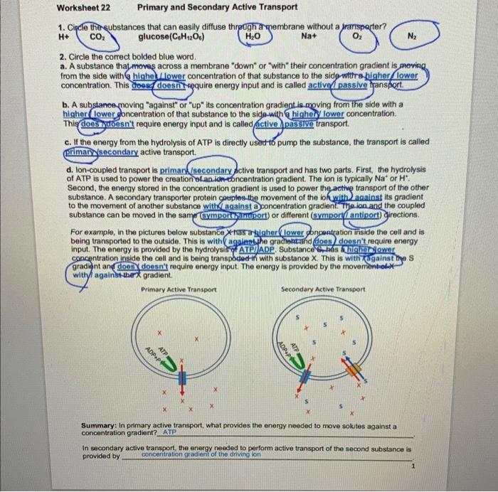 Solved Worksheet 22 Primary and Secondary Active Transport | Chegg.com