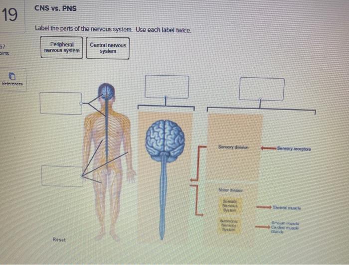 CNS VS. PNS 19 Label the parts of the nervous system. | Chegg.com