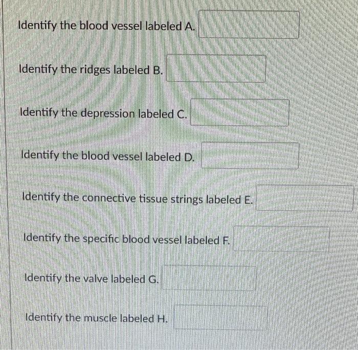 Solved A F G H B D Identify the blood vessel labeled A. | Chegg.com