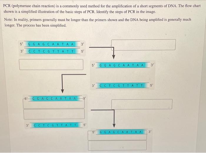 Solved PCR (polymerase chain reaction) is a commonly used | Chegg.com