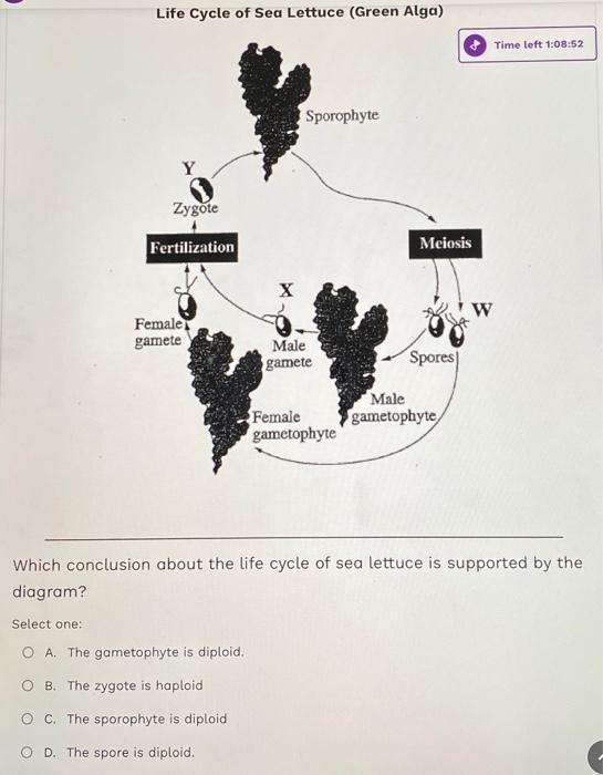 Solved Life Cycle of Sea Lettuce (Green Alga) Which | Chegg.com