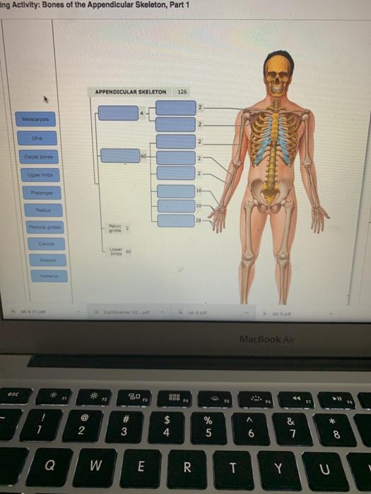 Solved ing Activity: Bones of the Appendicular Skeleton, | Chegg.com