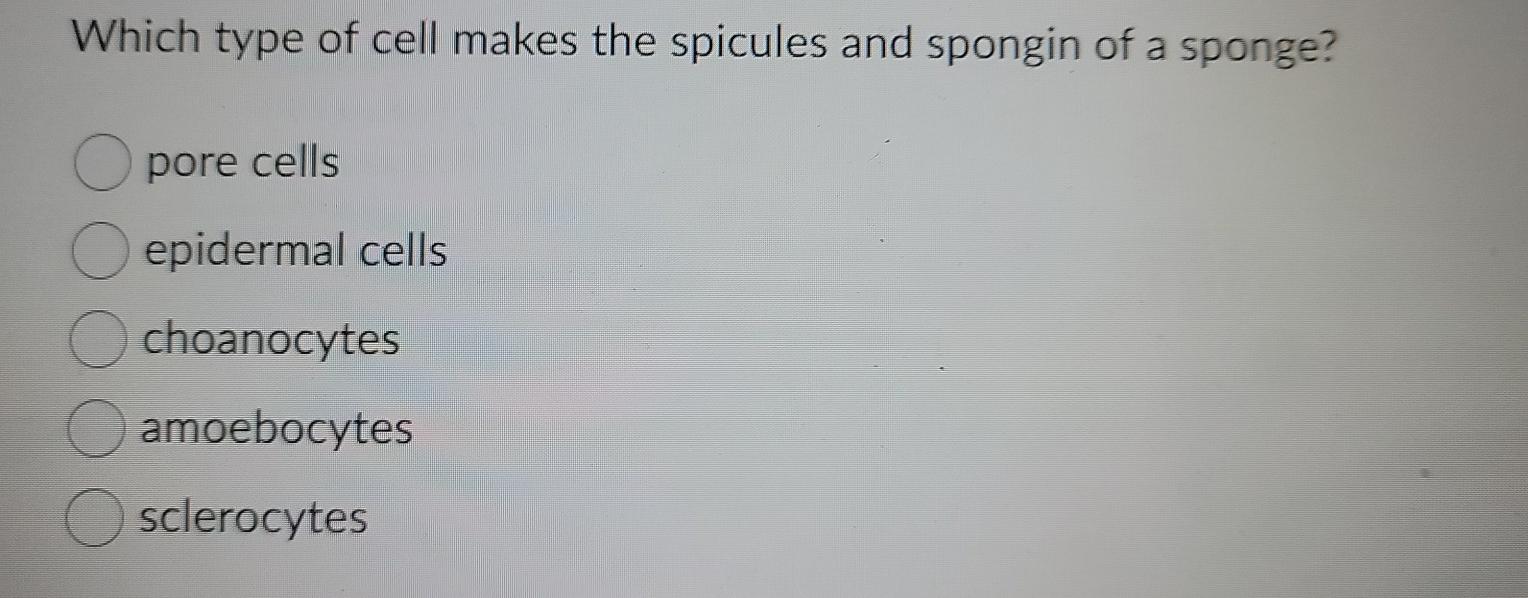 Solved Which type of cell makes the spicules and spongin of | Chegg.com