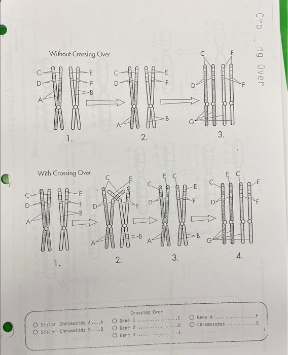 Solved Discovering Biology-Chromosome Numbers Worksheet | Chegg.com