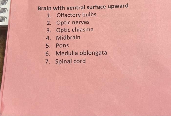 Solved Brain with ventral surface upward 1. Olfactory bulbs | Chegg.com