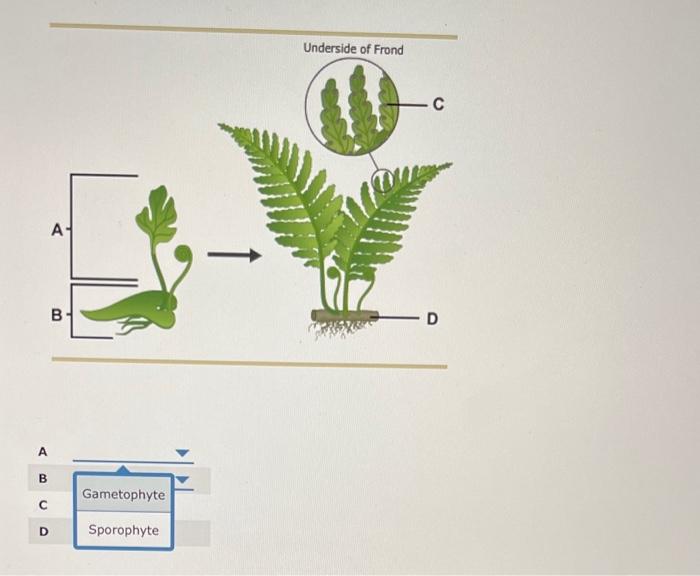 Solved The seedless vascular plants not only include | Chegg.com